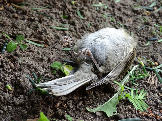 SeniorPlaza | Op een dooie mus - SeniorPlaza